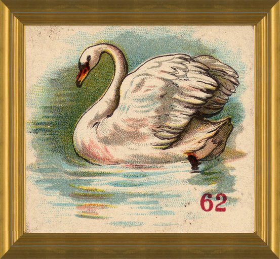 Printable Pictures Of Swans